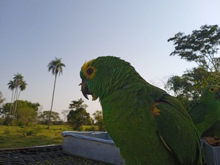 Processo de soltura de papagaios e maritacas na natureza – Green Farm